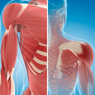 Anatomy of the Shoulder and Shoulder Massage Techniques